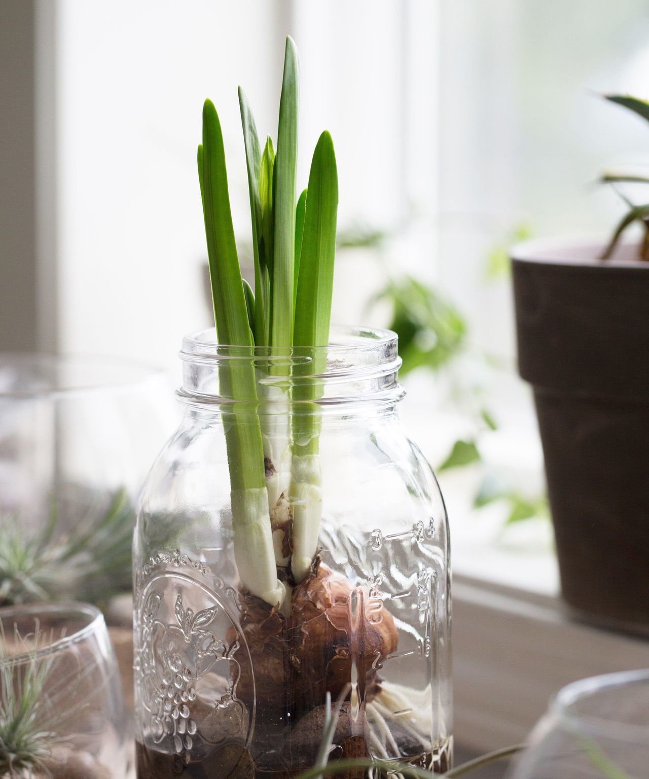 How to grow paperwhites in a jar in time for Christmas | Homes and Gardens