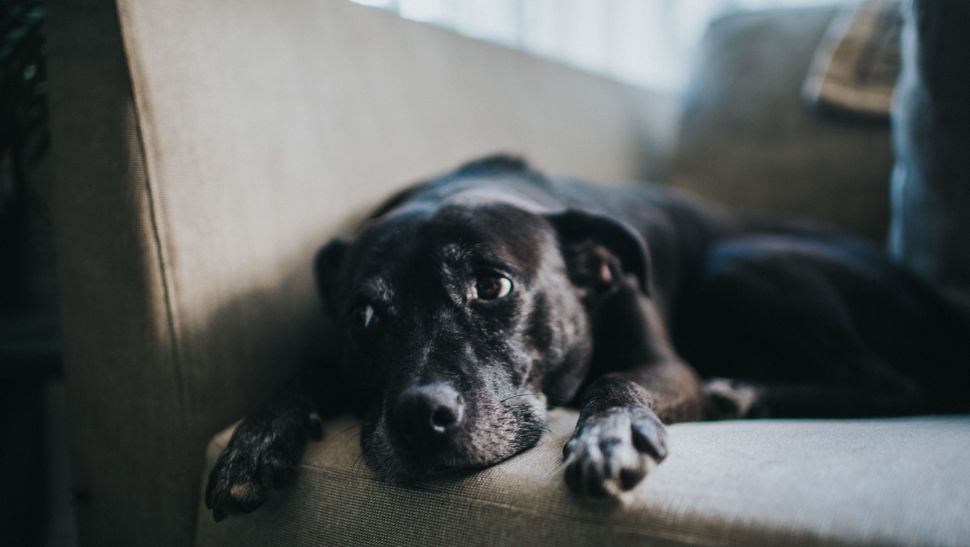 6 signs of a UTI in female dogs | PetsRadar