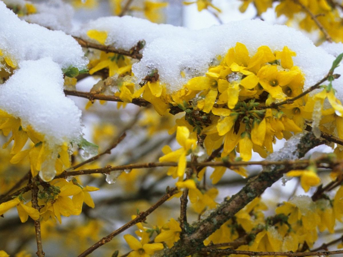 Dealing With Forsythia Cold Damage - Can I Save My Frozen Forsythia ...