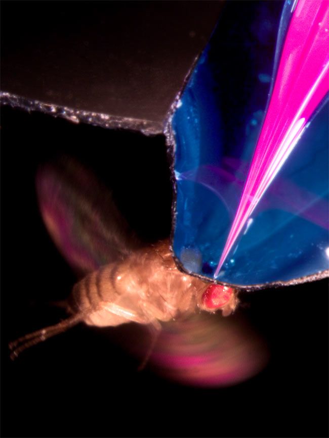 Brain Activity Measured While Flies Fly | Live Science