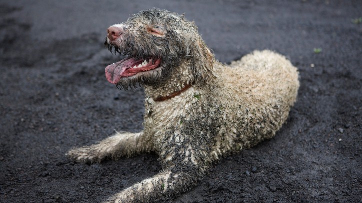 Why does my dog smell? Vet's guide to helping a stinky dog | PetsRadar