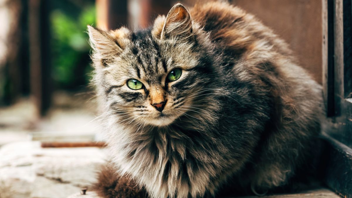 32 types of large breed cats | PetsRadar