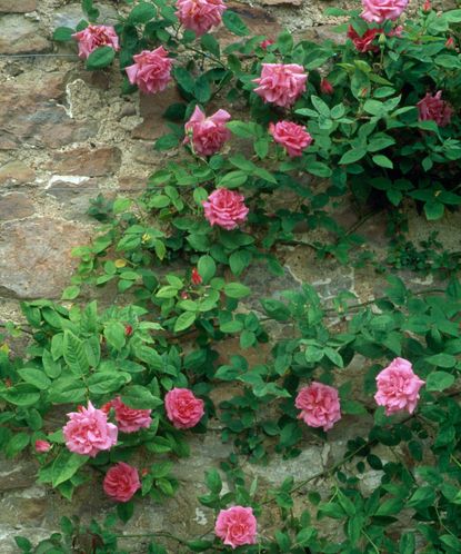 Repeat-flowering roses: 15 choices for blooms all summer | Gardeningetc