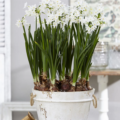 How Do I Get My my Paperwhites to Bloom? Here's 5 Simple Ways | Livingetc