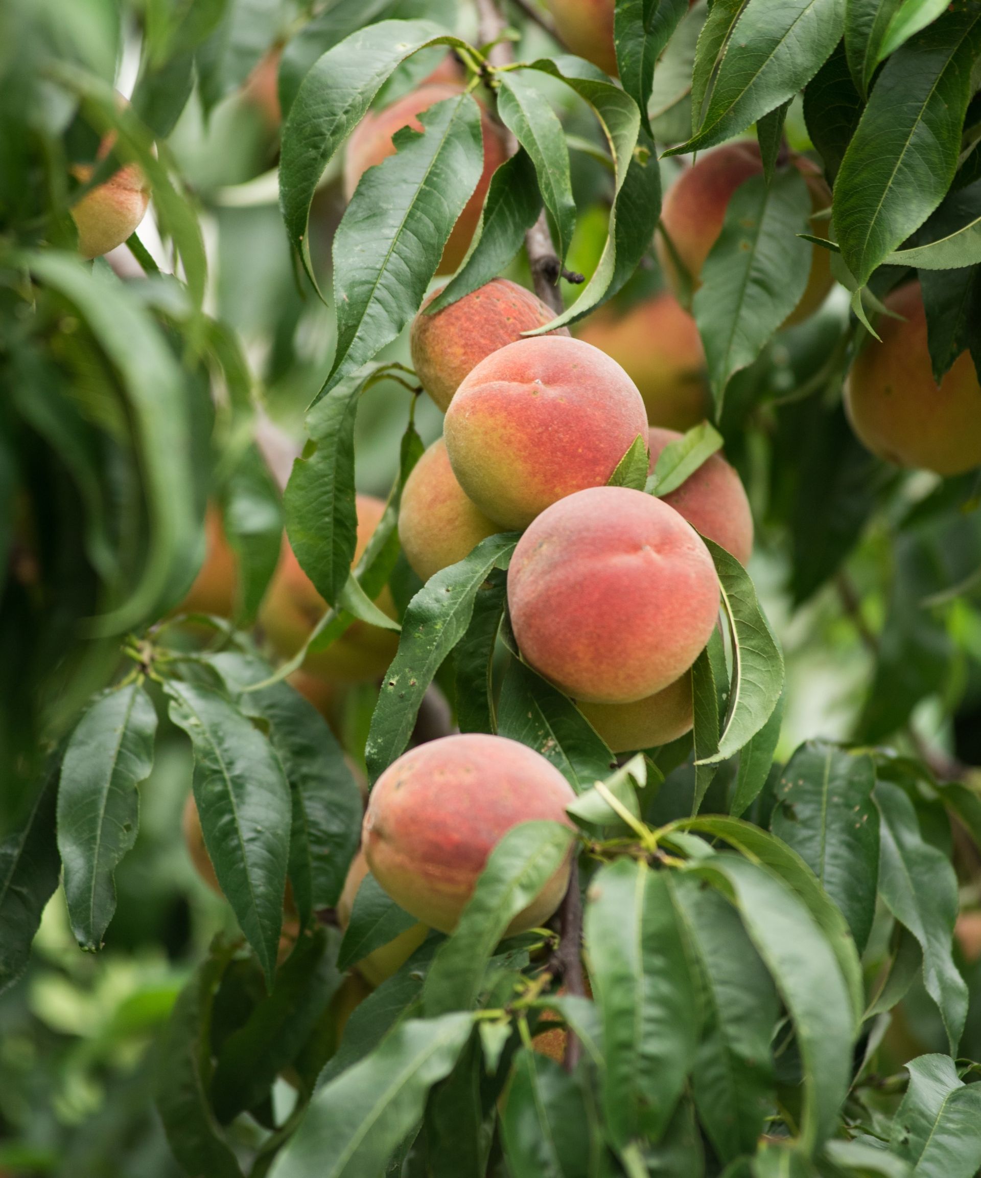When to plant a peach tree - how to know the time is right | Homes and ...