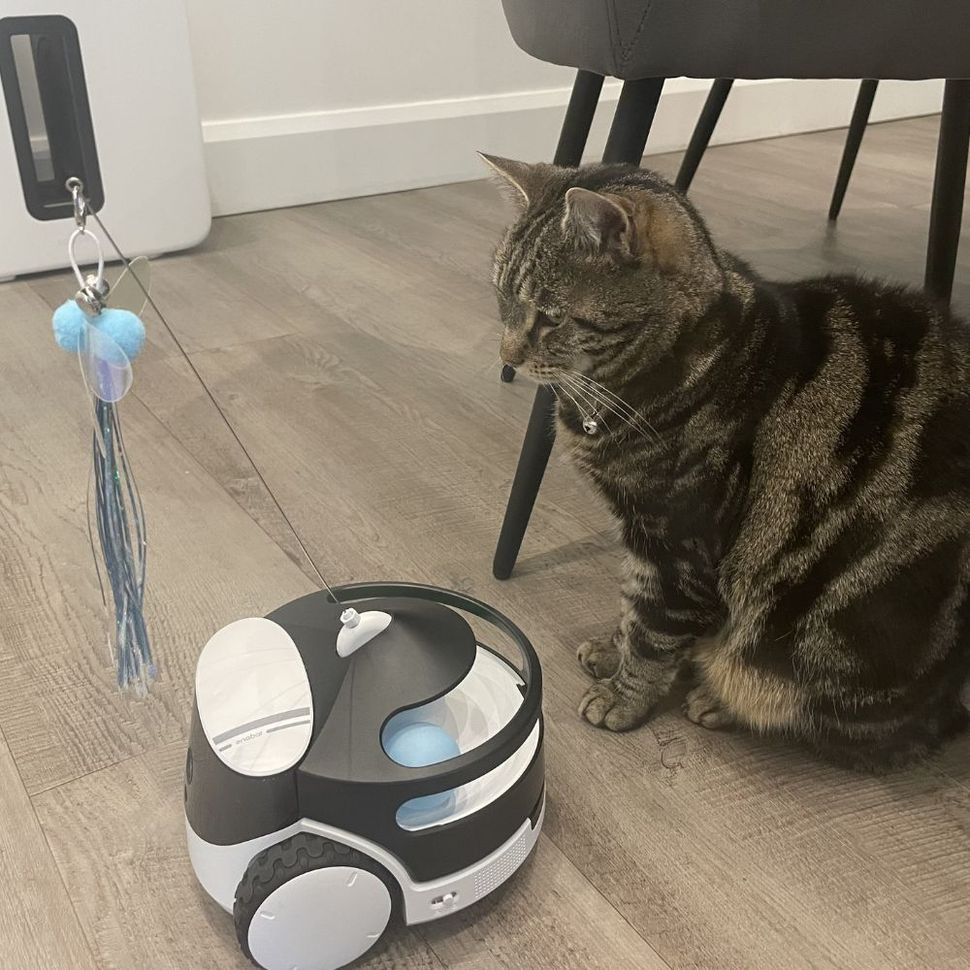 The 6 best automated cat toys, tested and approved by real pet parents ...