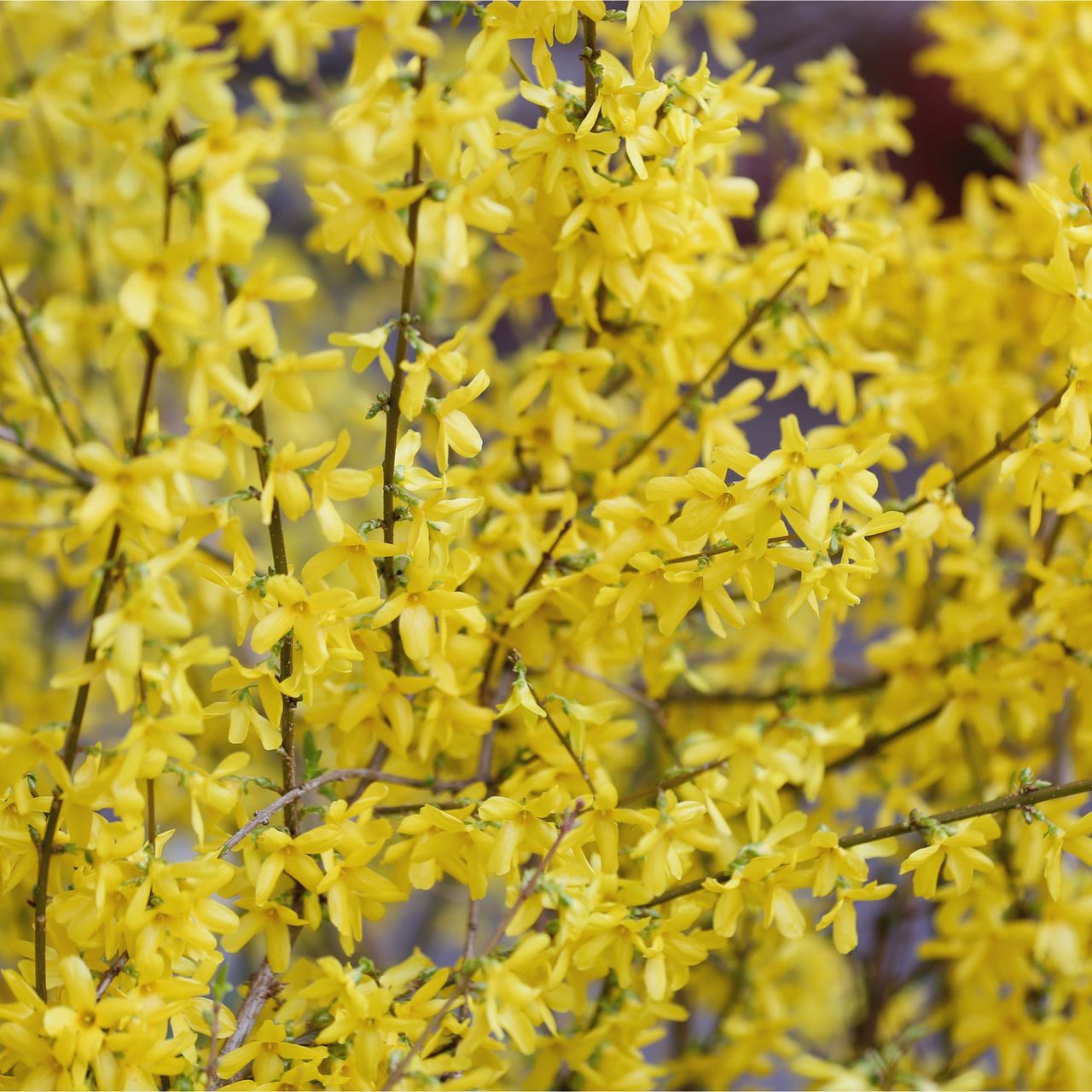 When to prune forsythia for breath-taking spring displays | Ideal Home
