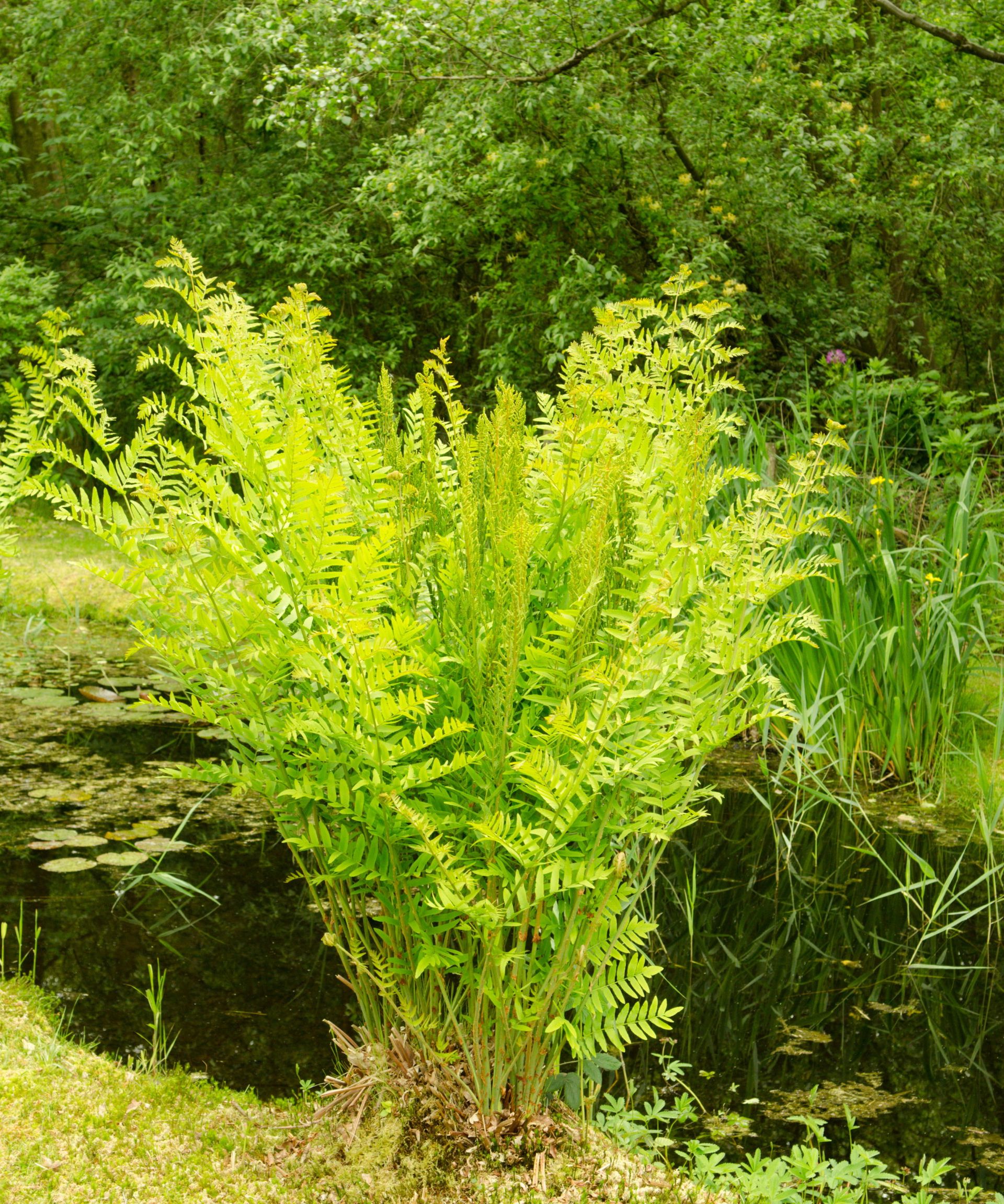 A guide to when and how to prune ferns correctly | Homes and Gardens