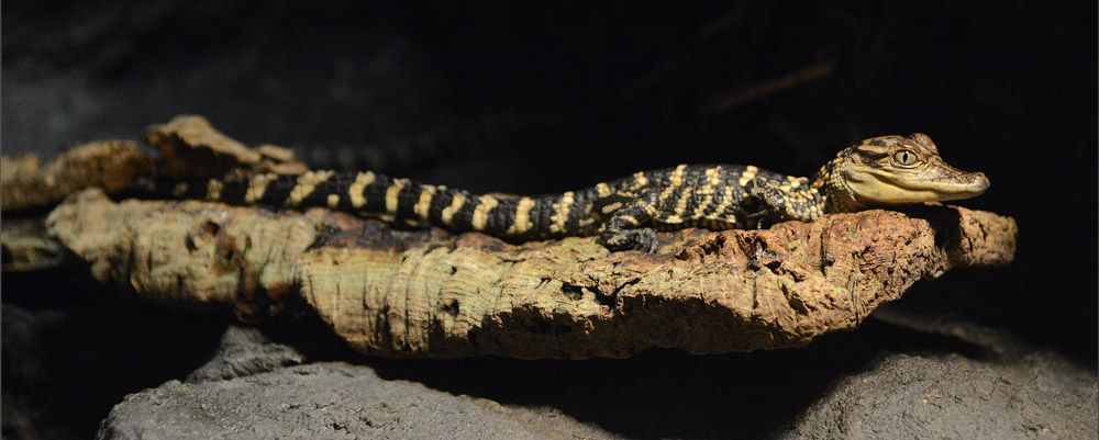 Crocs: Ancient Predators in a Modern World (Photos) | Live Science