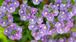 US hardiness zone 9: how to garden and what to plant | Homes and Gardens