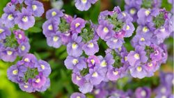 US hardiness zone 9: how to garden and what to plant | Homes and Gardens