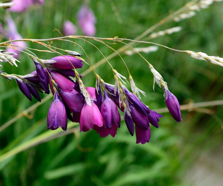 Flowers to plant in September - 7 of the best to sow | Homes and Gardens