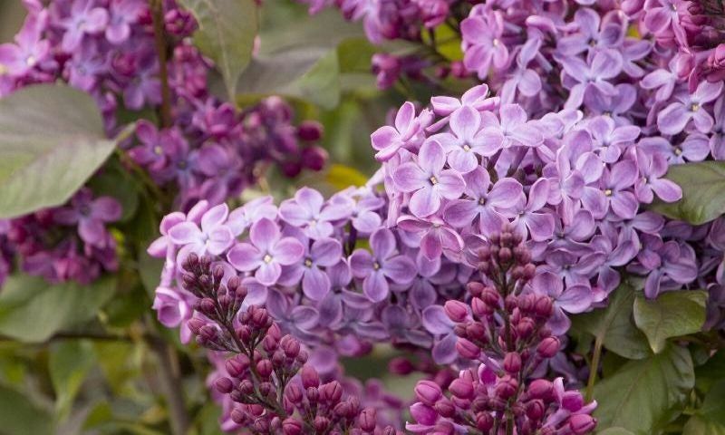 20 Spring Flowers & Plants For A One-Of-A-Kind Garden Display ...