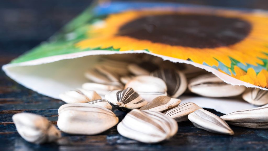 How to plant sunflower seeds and when to do it | Tom's Guide