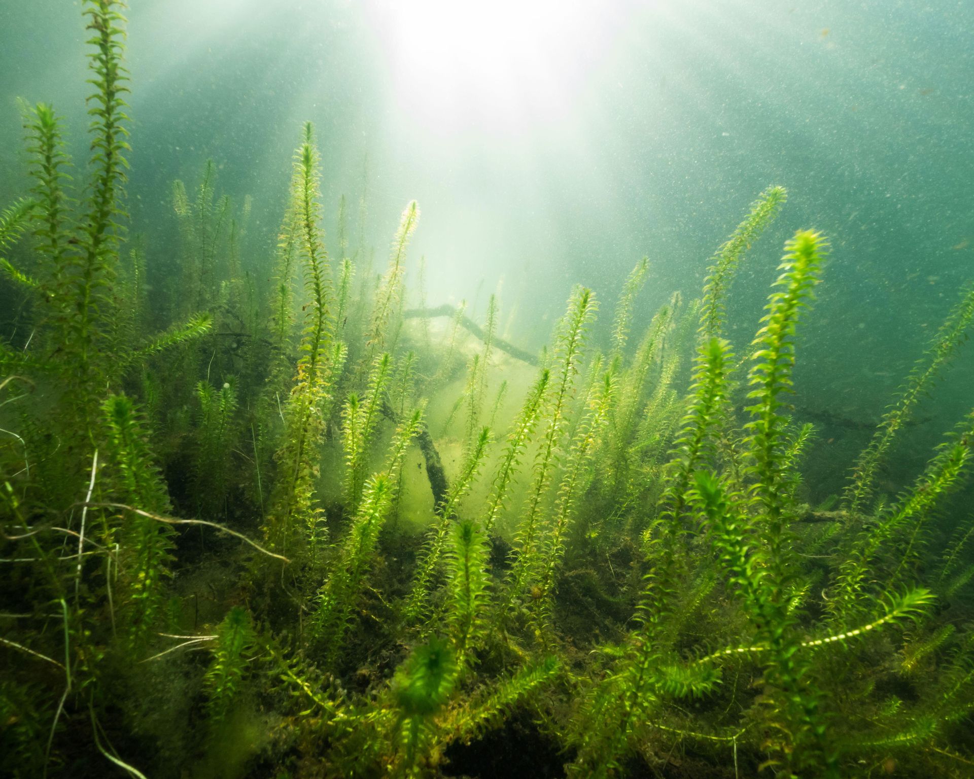 Best pond plants: 10 to grow in a garden water feature | Homes and Gardens