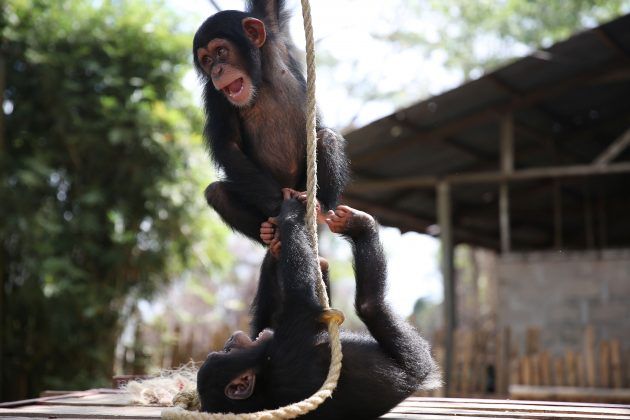 Baby Chimp Rescue – BBC2 | What to Watch