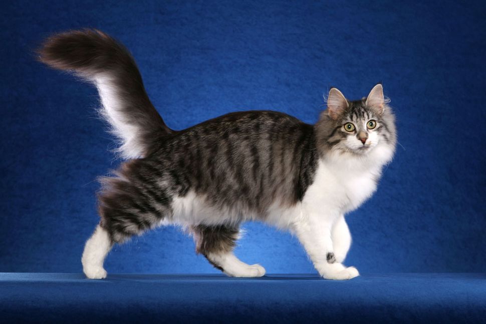 Feline Find: How the Tabby Cat Got Its Stripes | Live Science