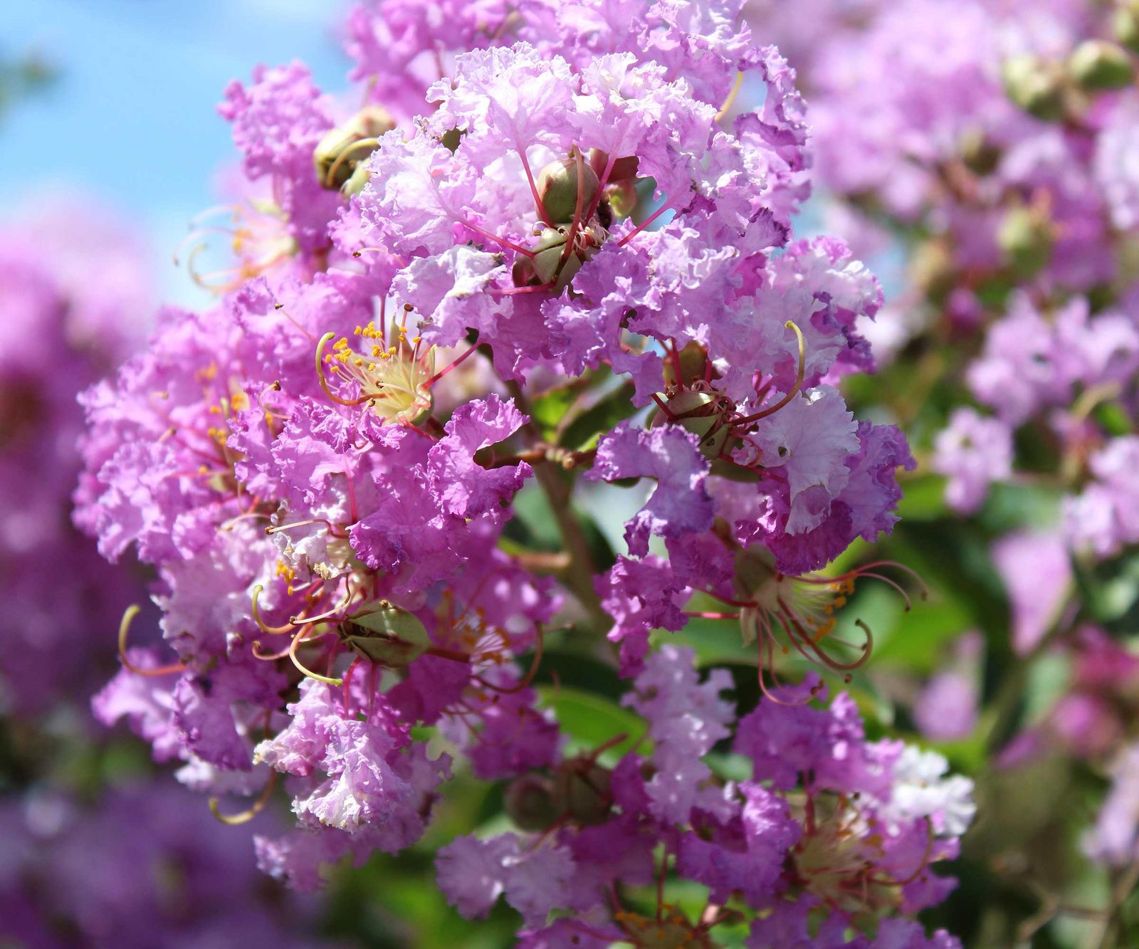 Crepe myrtle care and growing guide: tips for these trees | Homes and ...