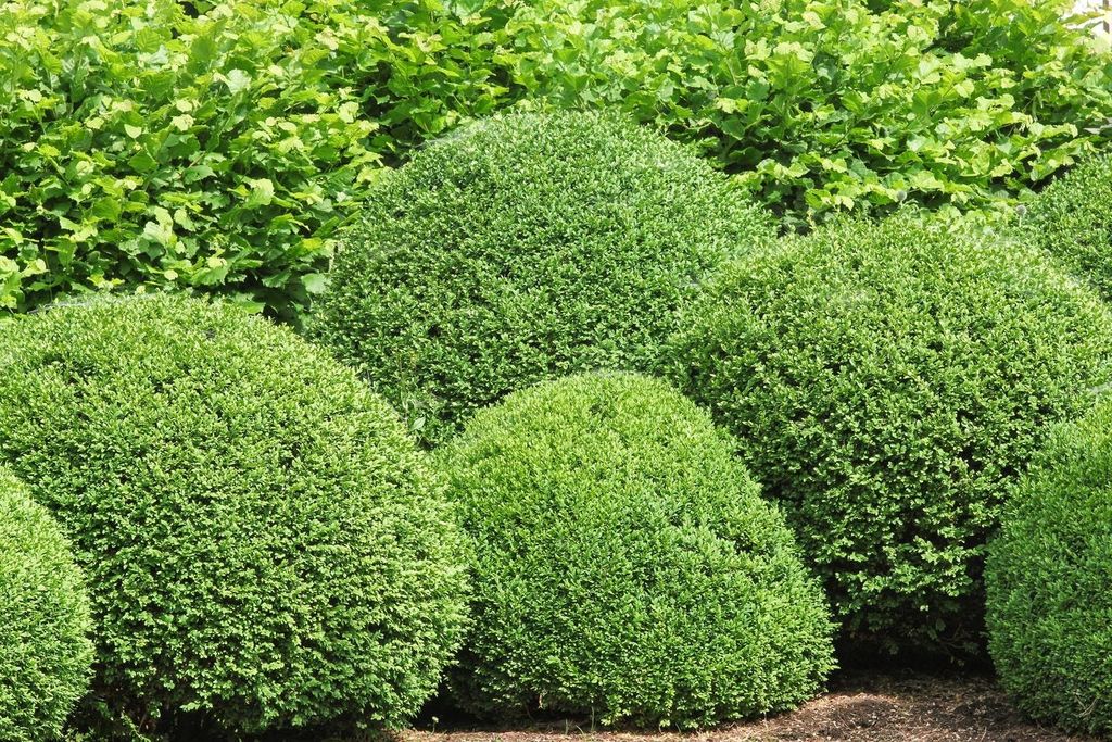 Zone 7 Evergreen Shrubs - Choosing Evergreen Shrubs For Zone 7 Gardens ...