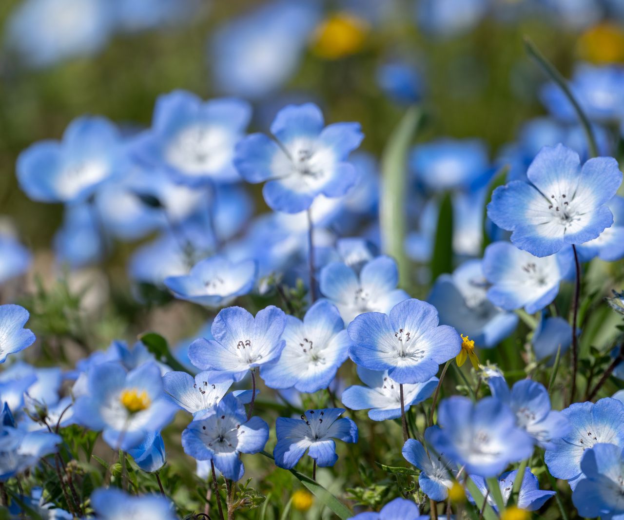 7 of the fastest growing flowers to plant in spring | Homes and Gardens