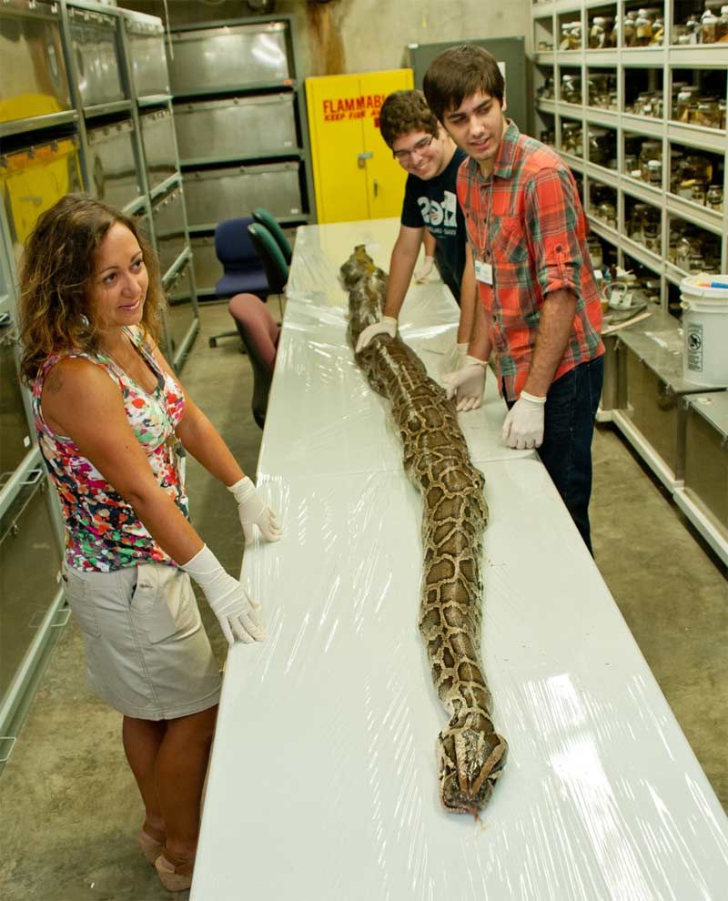 Photos: Giant Pythons Invade Everglades | Live Science