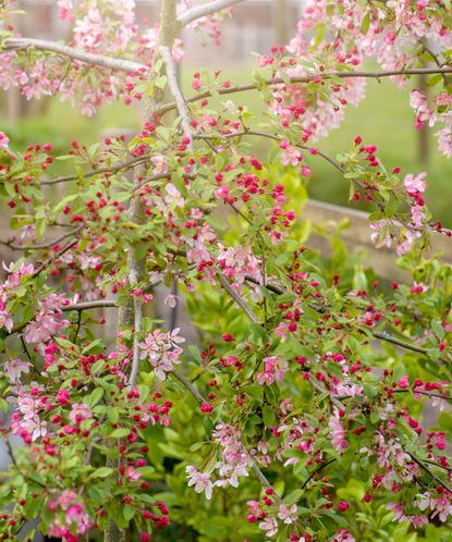 Best low maintenance trees: 11 easy options for plots big and small ...