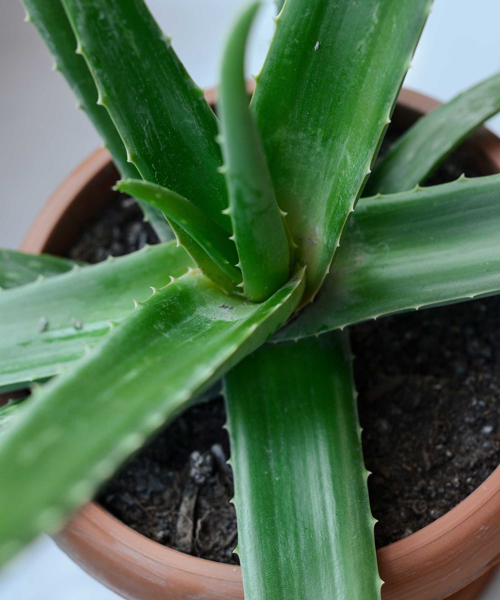 How To Prune Aloe Vera Pro Tips For Houseplants Homes And Gardens