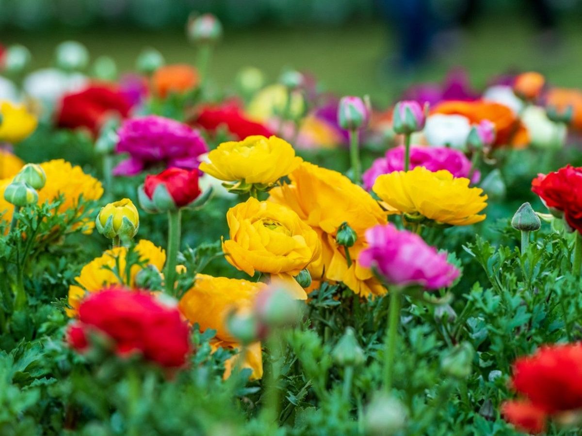 Ranunculus Varieties For The Garden | Gardening Know How