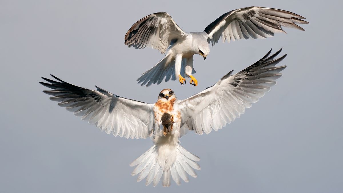 Bird beauty: white-tailed kite carrying prey wins Audubon Photography ...