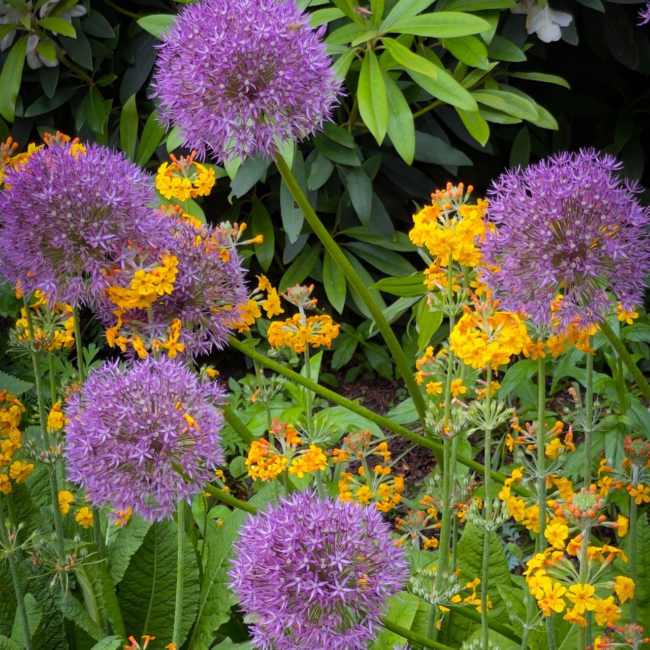 How long do alliums flower for? What you can do to extend it | Ideal Home