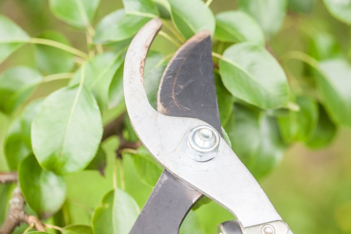 Trimming Mayhaws: How And When To Prune A Mayhaw Tree | Gardening Know How