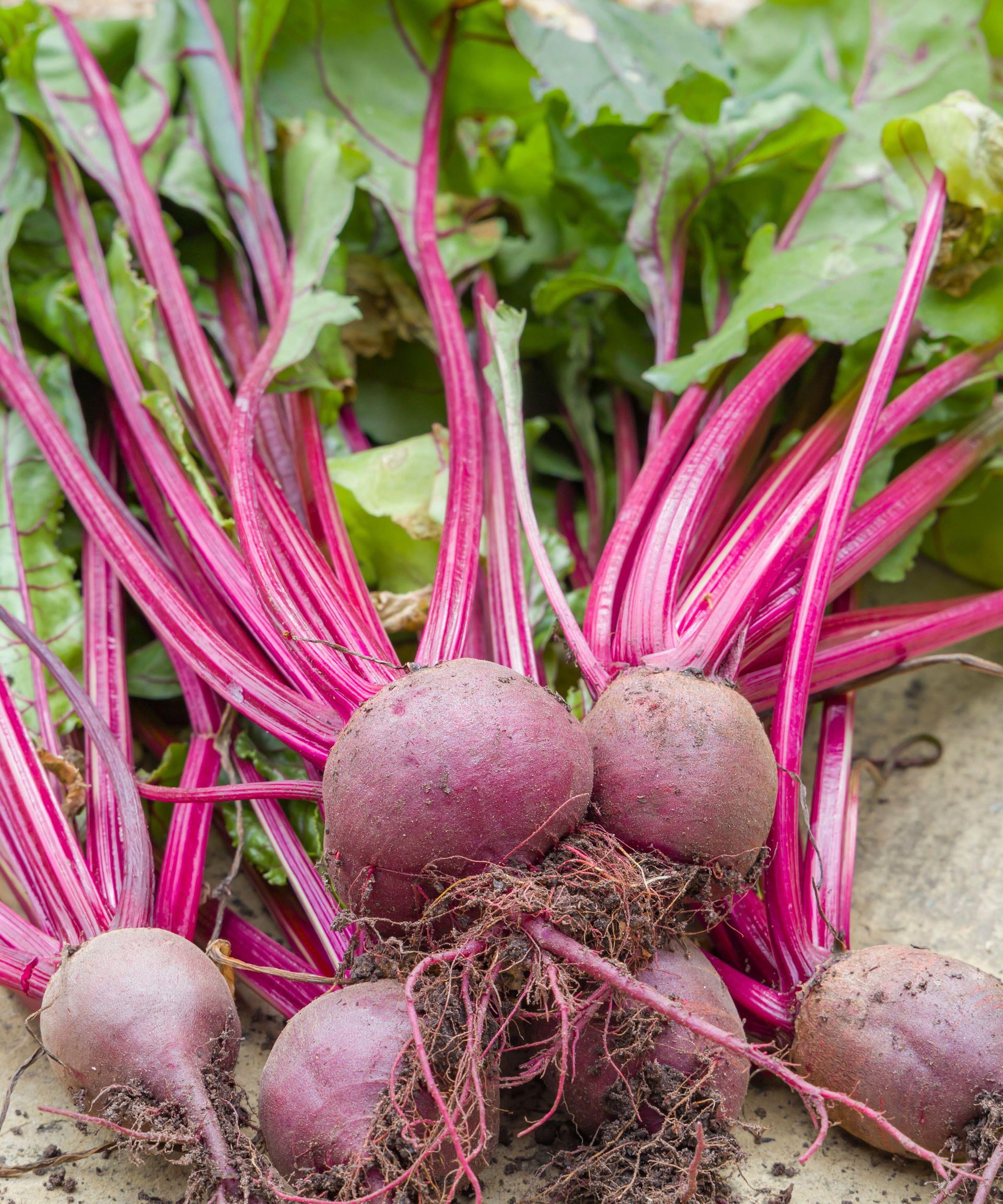 Beetroot growing mistakes: 9 errors to avoid | Homes and Gardens