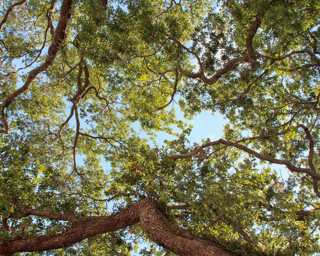 Live oak care and growing guide: tips for these trees | Gardeningetc