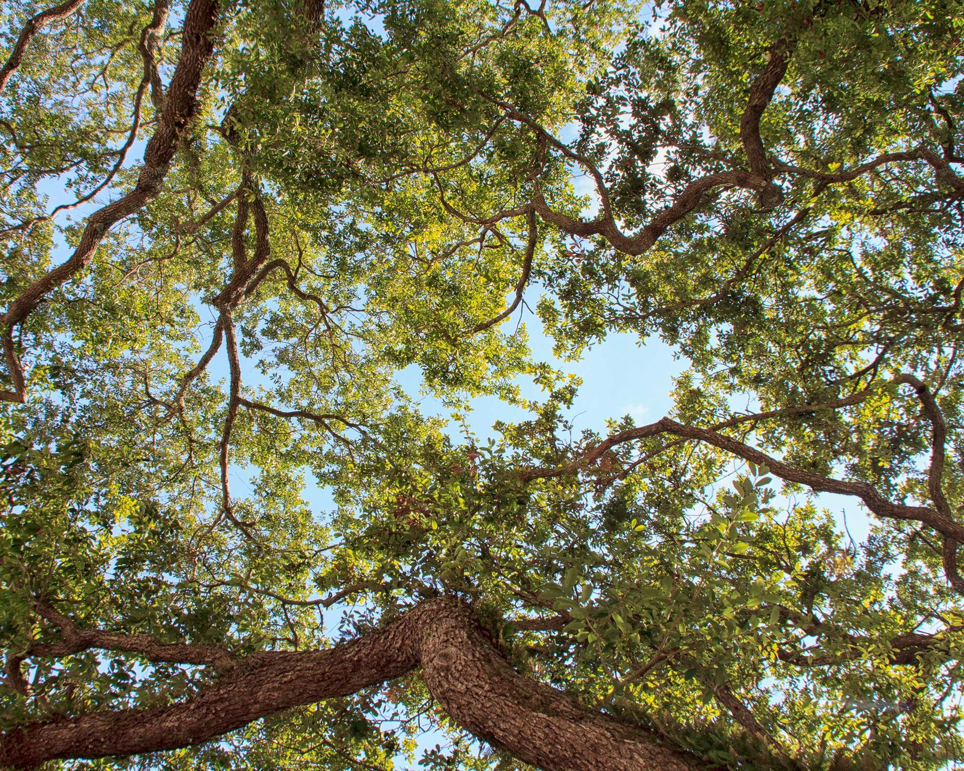 Live oak care and growing guide: tips for these trees | Gardeningetc
