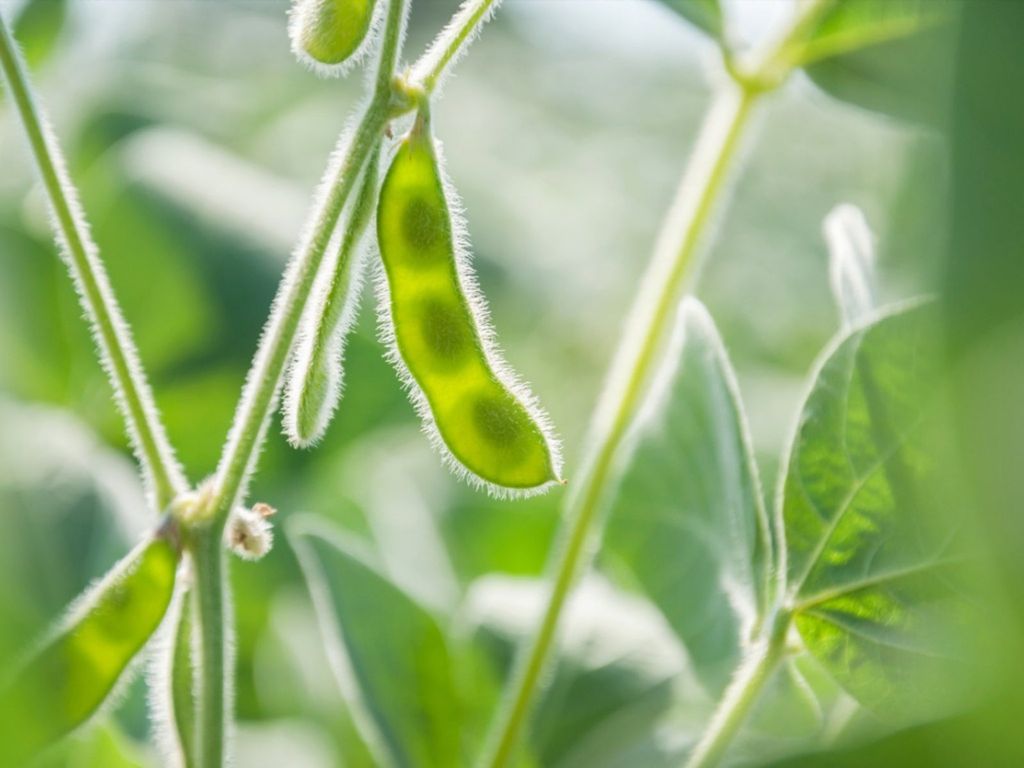 Edamame Companion Planting - Learn About Companion Planting With ...