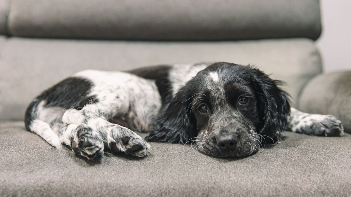 16 best dog breeds for remote workers | PetsRadar