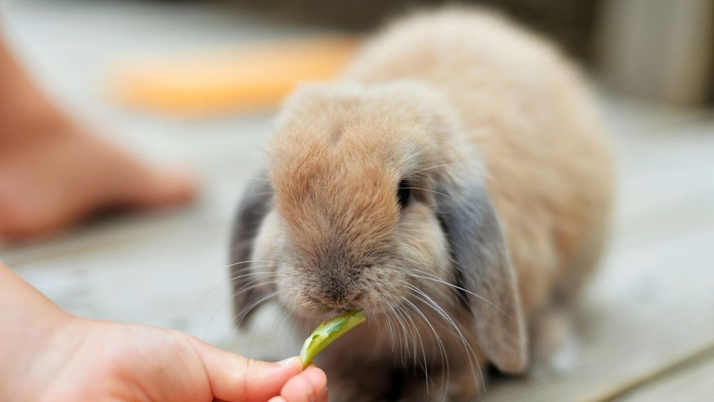32 facts about rabbits that might surprise you | PetsRadar