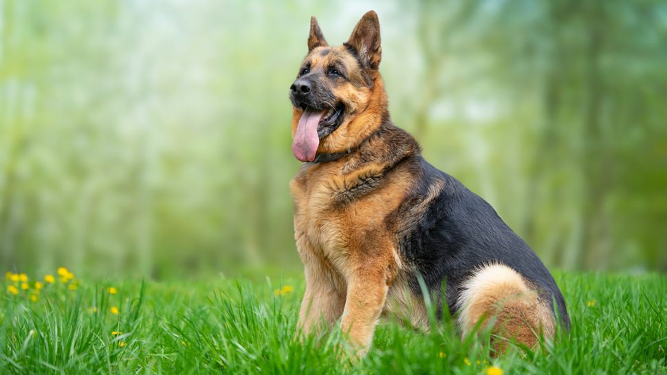 20 easiest dogs to train | PetsRadar