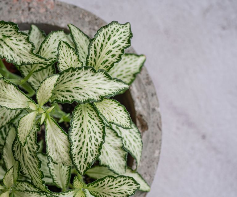 Fittonia care guide: 5 expert tips to keep them bright | Homes and Gardens