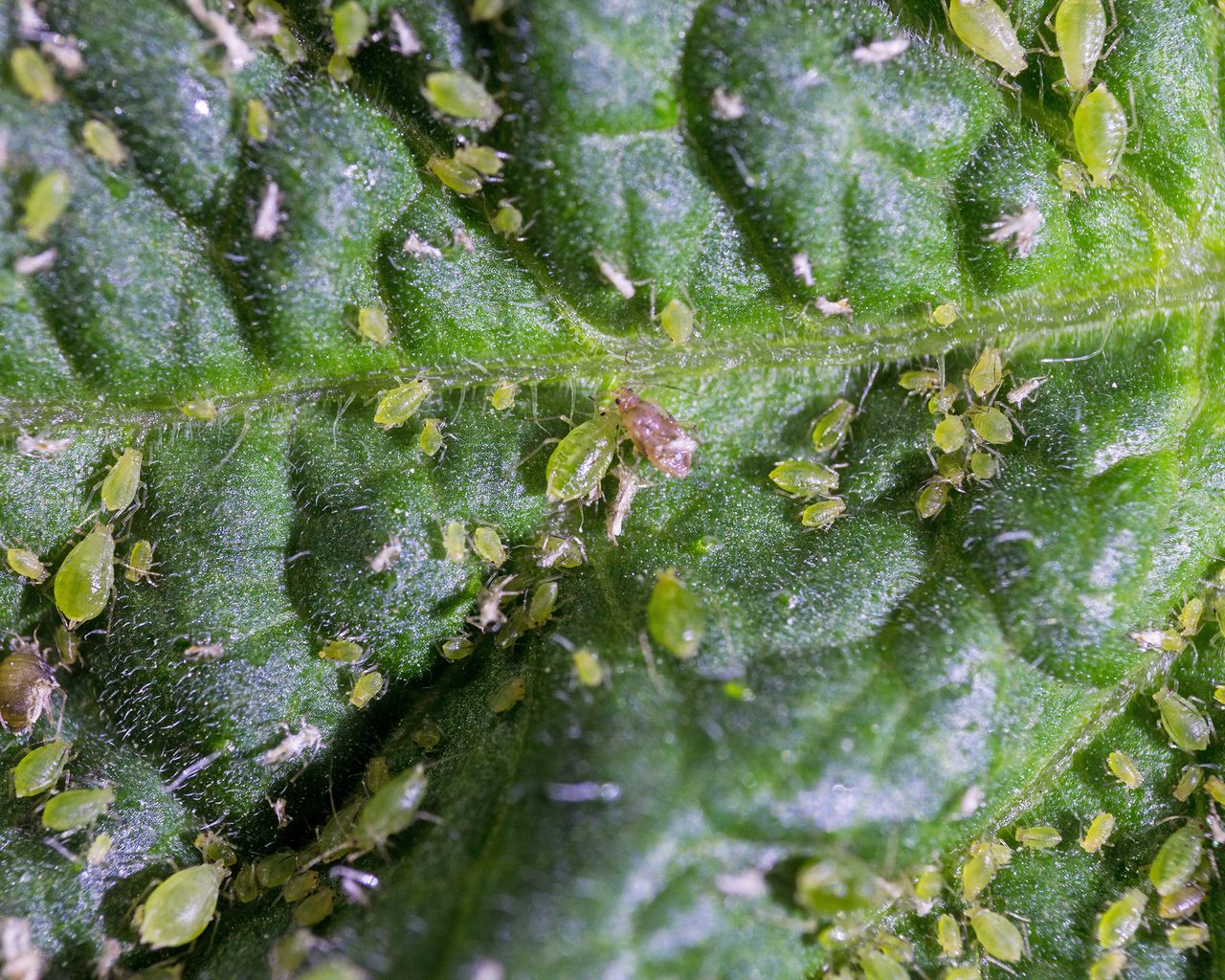 How To Get Rid Of Aphids On Tomato Plants: Expert Solutions | Gardening ...