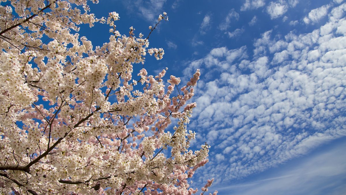 Farmers' Almanac reveals its top flowering tree picks | Woman & Home