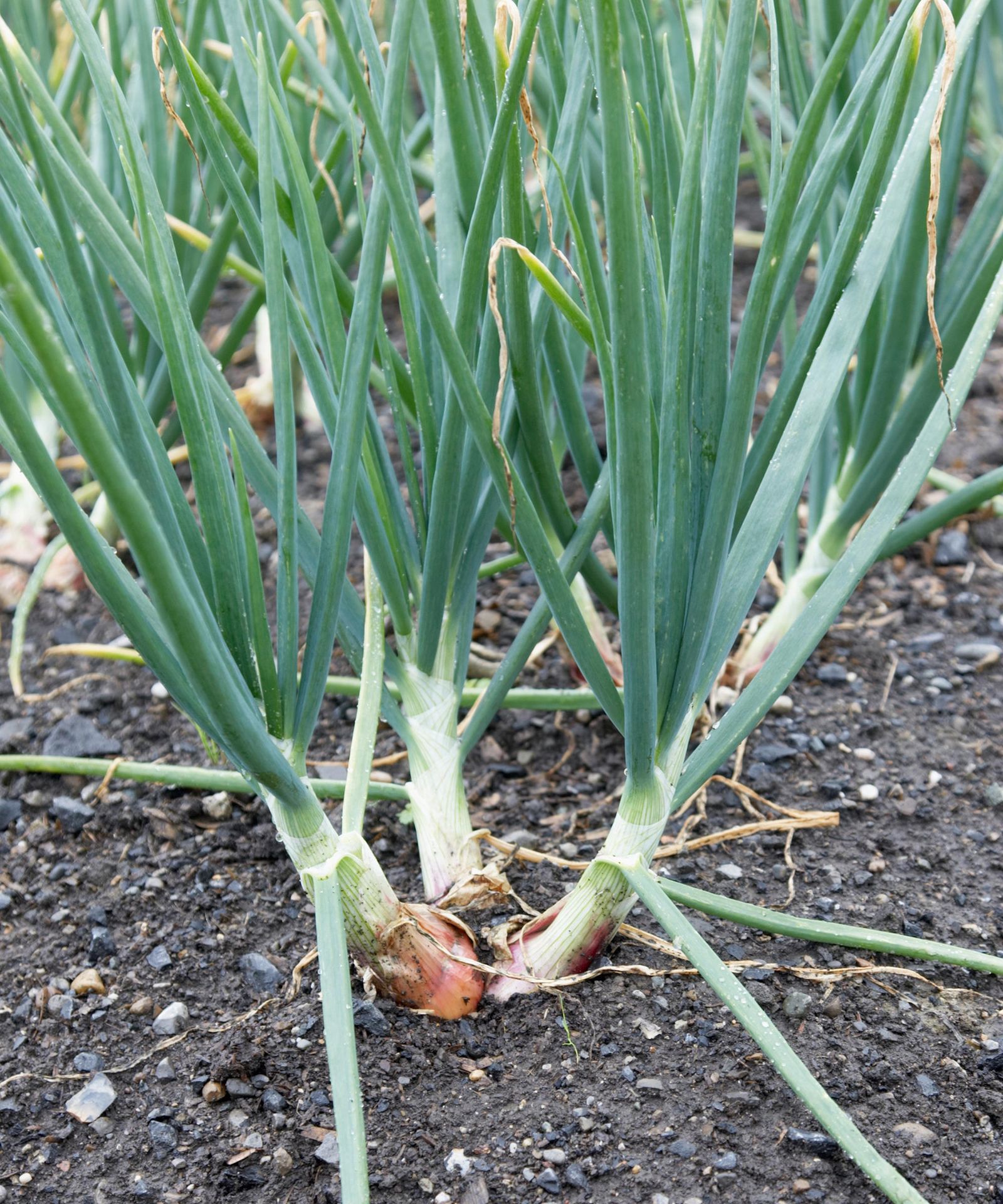 Learn how to grow shallots from an experienced gardener | Homes and Gardens