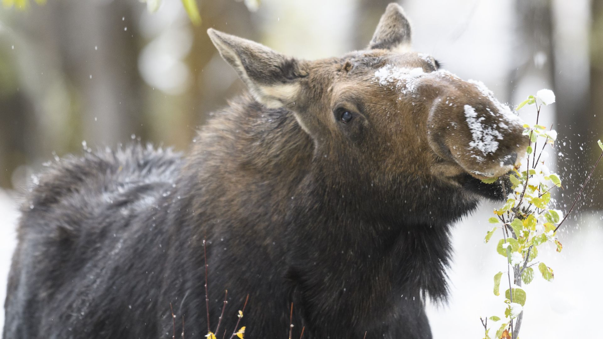 Phone-toting tourist stalks cold, tired moose for videos in Rocky ...