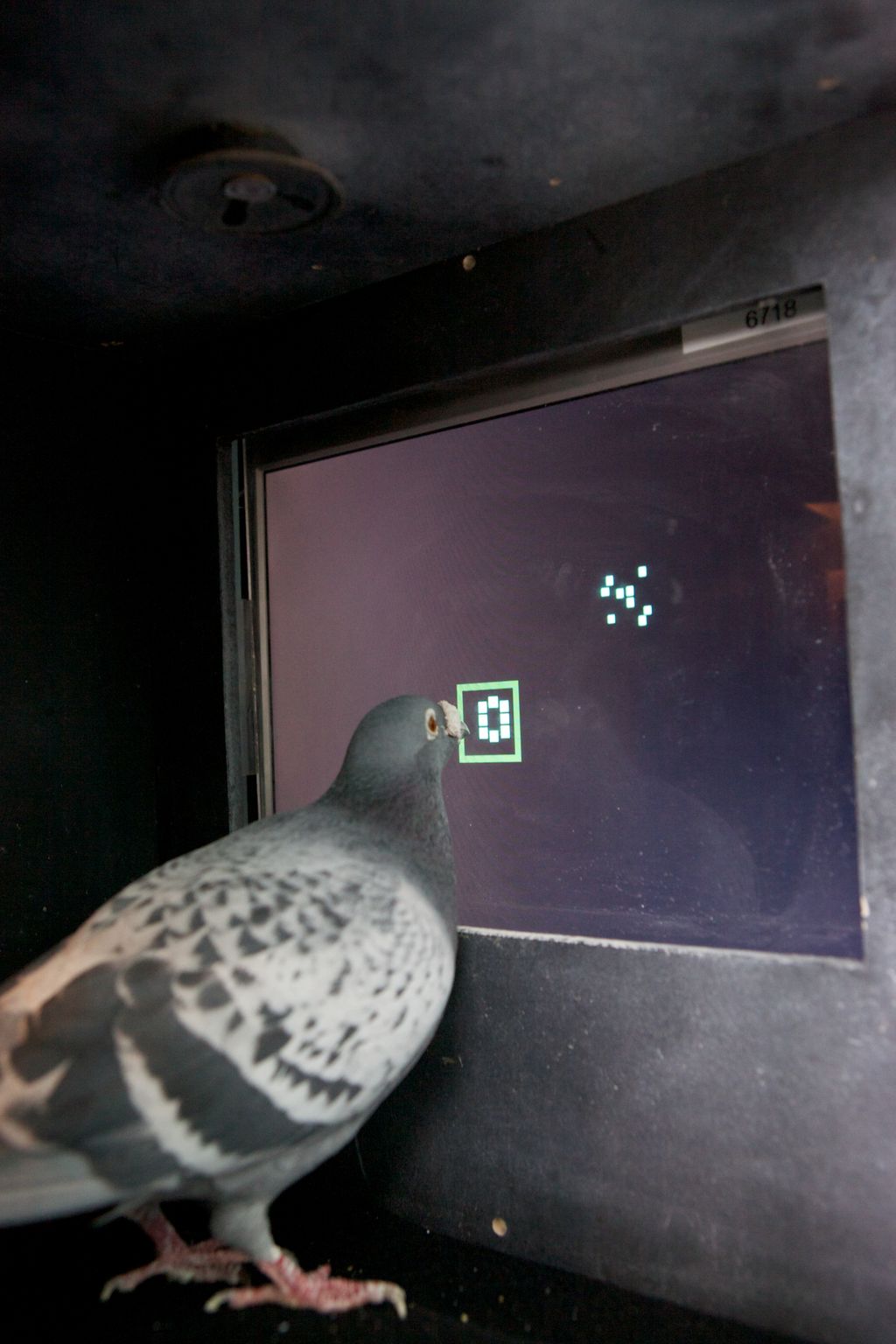 Are Pigeons as Smart as Monkeys? | Live Science