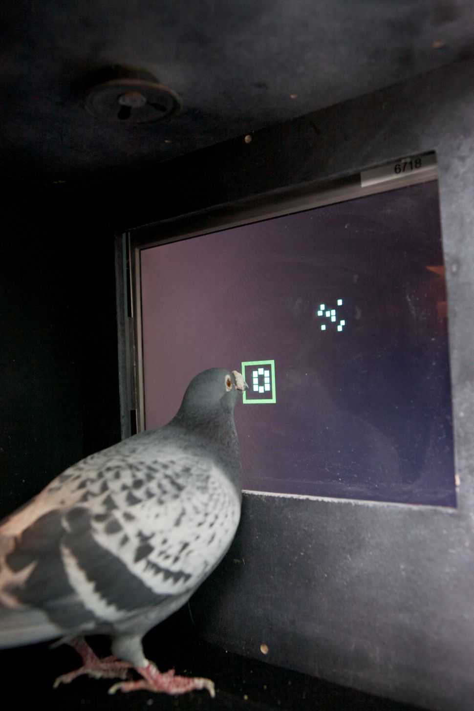 Are Pigeons as Smart as Monkeys? | Live Science