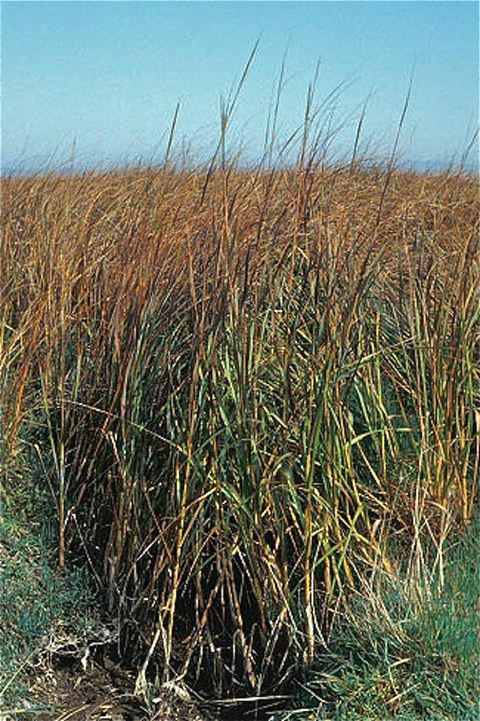 Photos: Spectacular saltwater marshes of the Eastern US | Live Science