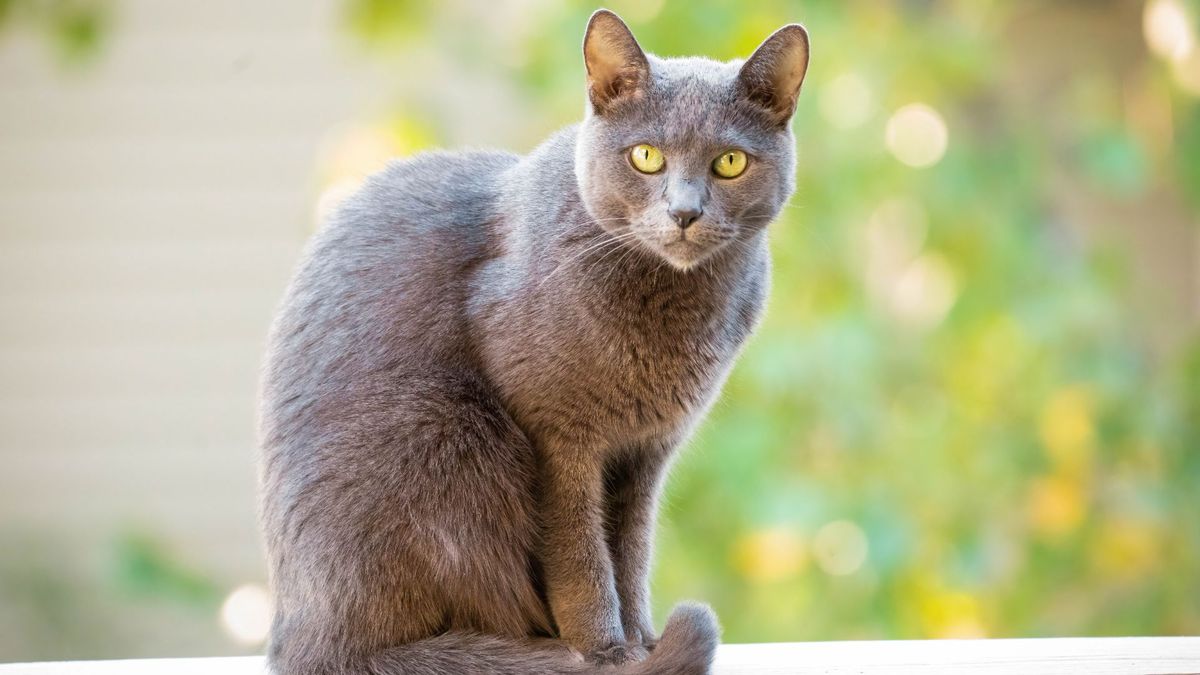 Most expensive cat breeds: Top 10 in the US | PetsRadar