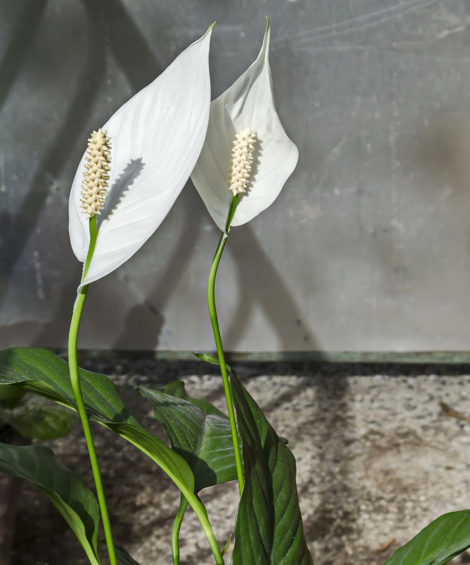 Can you grow a peace lily outdoors? Experts reveal | Homes and Gardens