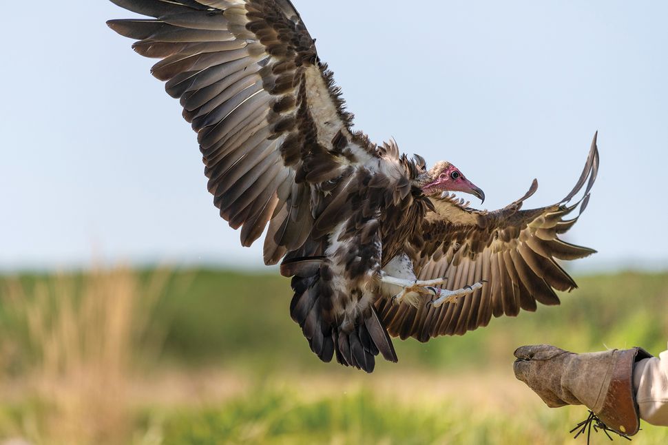 Video: how to photograph birds in flight | Digital Camera World