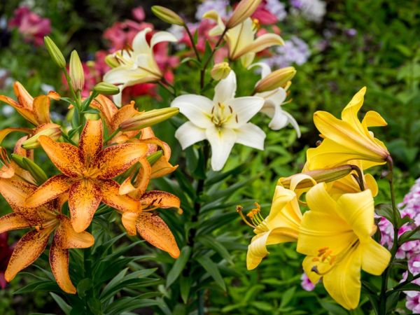 Tips & Information about Lilies | Gardening Know How